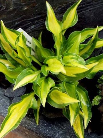How To Get Rid Of Slugs On Hostas? – World of Garden Plants