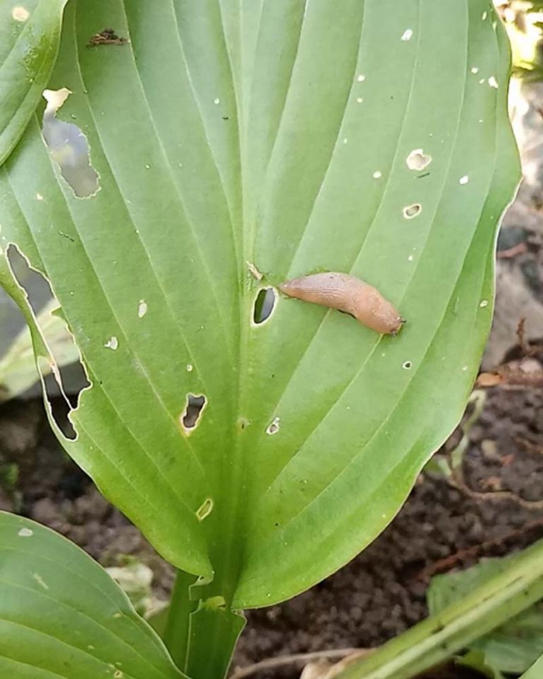 12 Hosta Problems With Pictures – World of Garden Plants