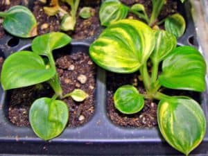 How To Get Rid Of Slugs On Hostas? – World of Garden Plants