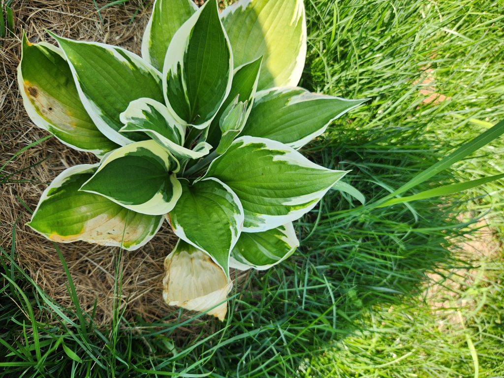 9 Most Common Hosta Diseases With Pictures – World of Garden Plants