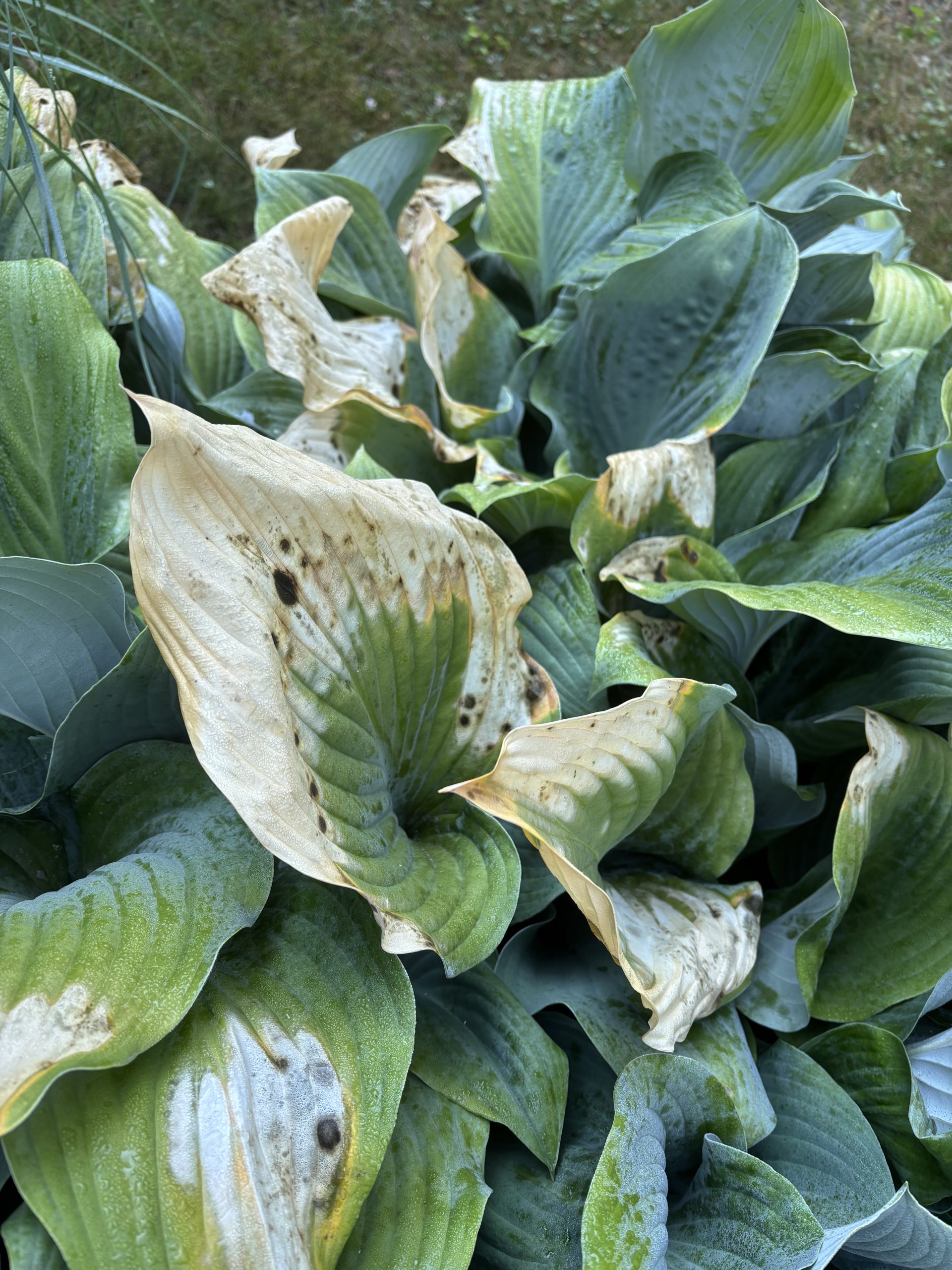 9 Most Common Hosta Diseases With Pictures – World of Garden Plants