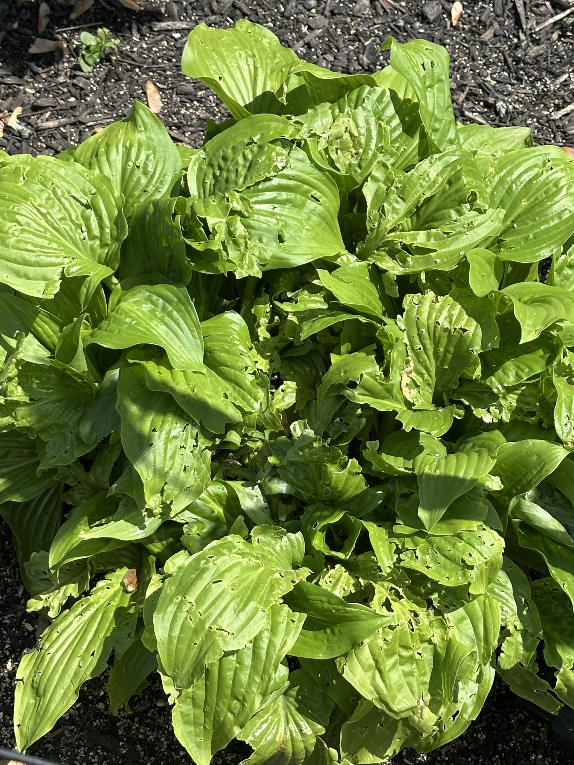 9 Most Common Hosta Diseases With Pictures – World of Garden Plants