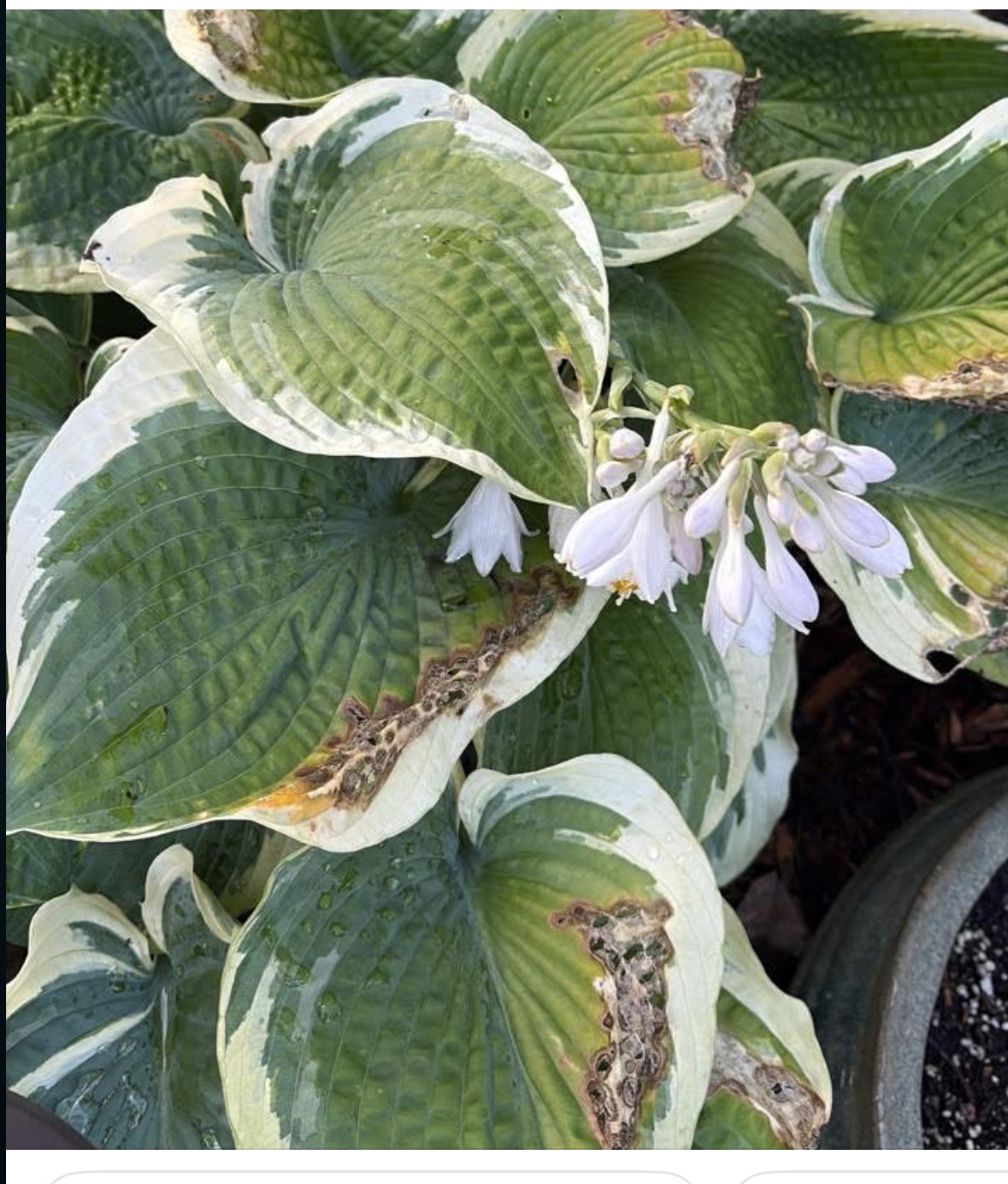 9 Most Common Hosta Diseases With Pictures – World of Garden Plants