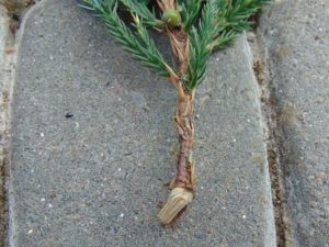 4 Methods To Propagate Juniper – World of Garden Plants