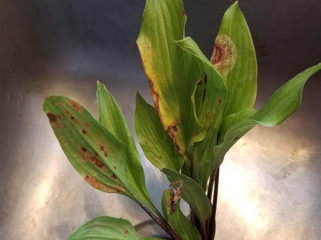 9 Most Common Hosta Diseases With Pictures – World of Garden Plants