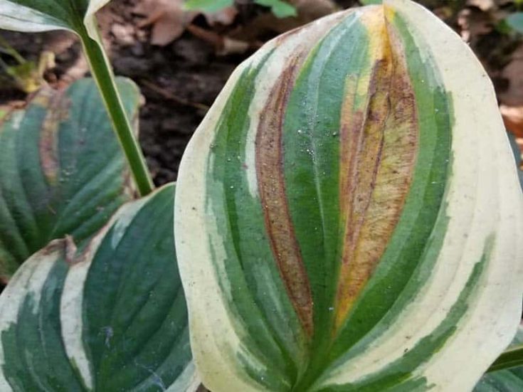 What Is Eating My Hostas