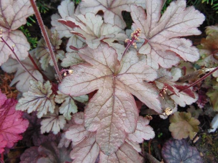 Coral Bells (Heuchera) Care Guide – World of Garden Plants