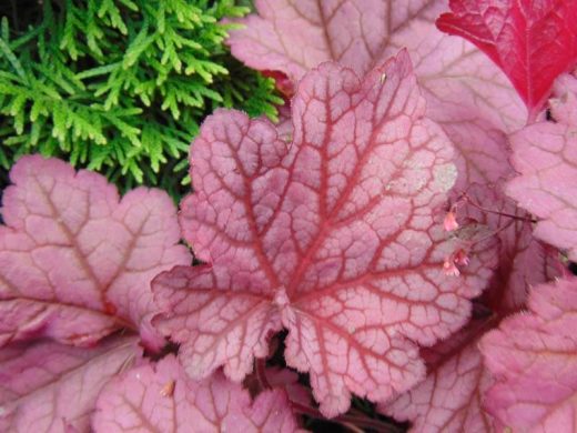 Coral Bells (Heuchera) Care Guide – World of Garden Plants