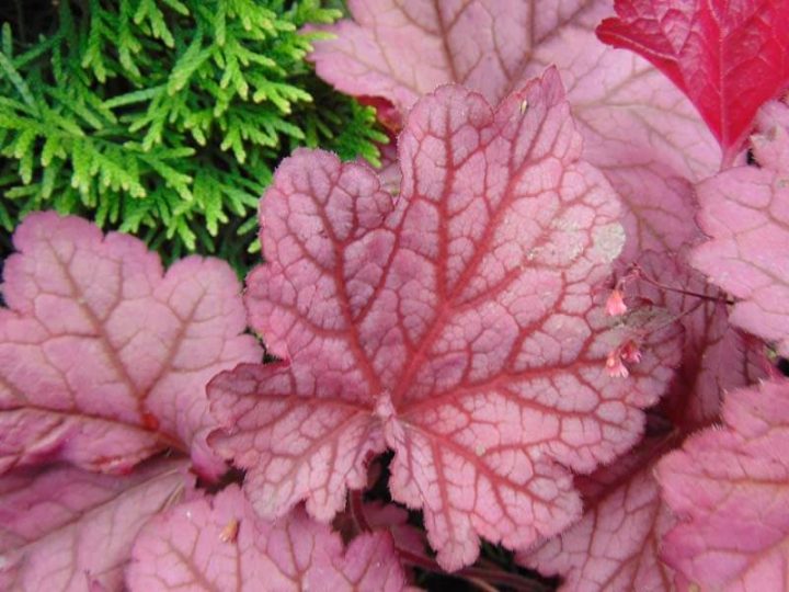 Coral Bells (Heuchera) Care Guide – World of Garden Plants
