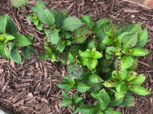 13 Pictures Of Hydrangea Leaf Problems (Hydrangea Diseases) – World of ...