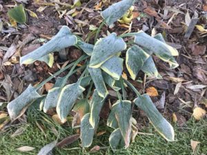 Can Hostas Survive Frost? – World of Garden Plants