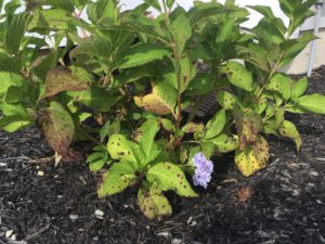13 Hydrangea Diseases With Pictures – World of Garden Plants