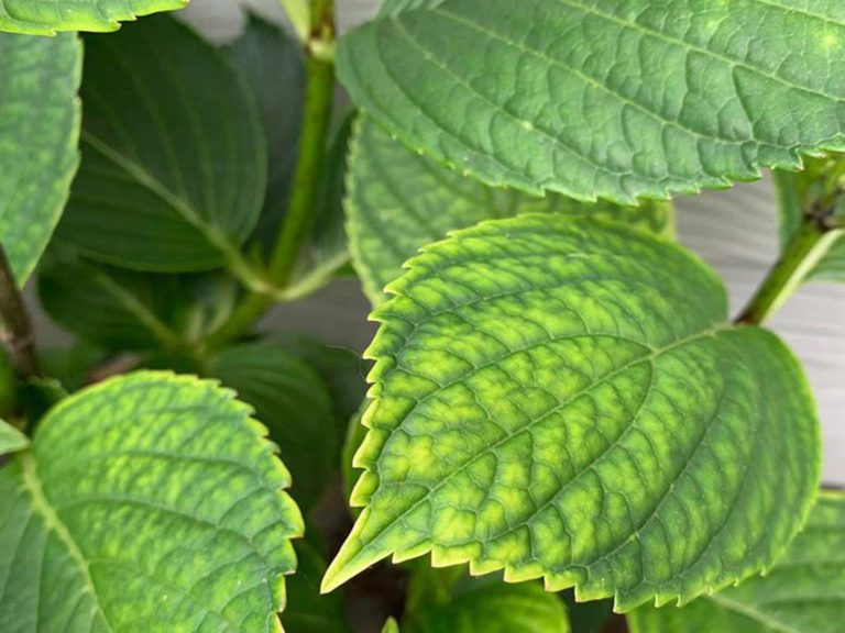 13 Hydrangea Diseases With Pictures – World of Garden Plants