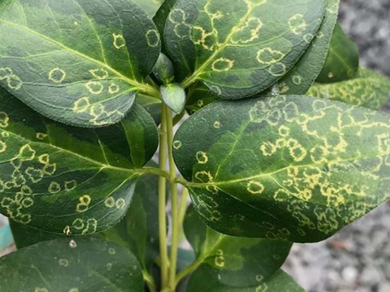 13 Hydrangea Diseases With Pictures – World of Garden Plants