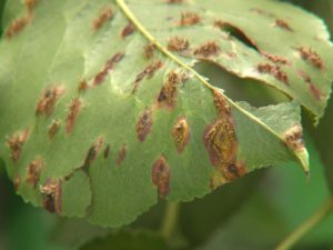 13 Hydrangea Diseases With Pictures – World of Garden Plants