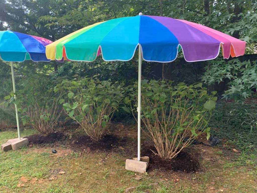 5 Rules For Successful Hydrangea Transplanting World Of Garden Plants 5 Rules For Successful Hydrangea Transplanting World Of Garden Plants