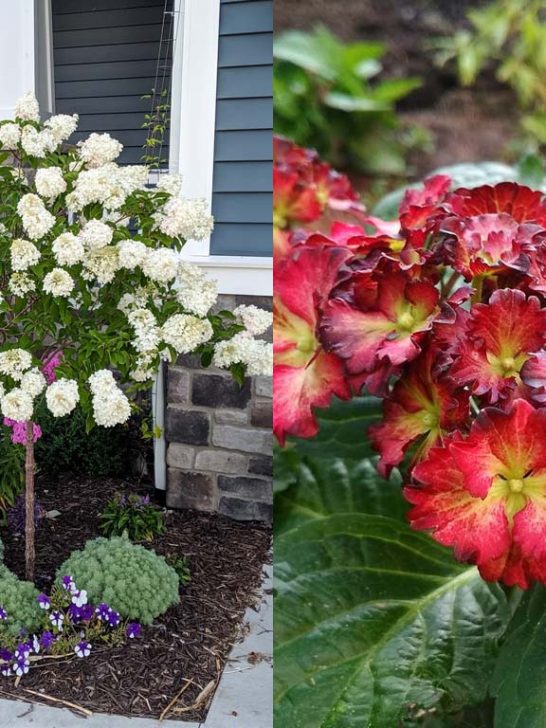 Flowering shrubs – World of Garden Plants