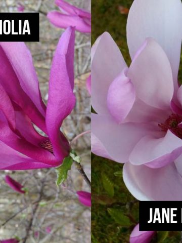 Flowering trees – World of Garden Plants
