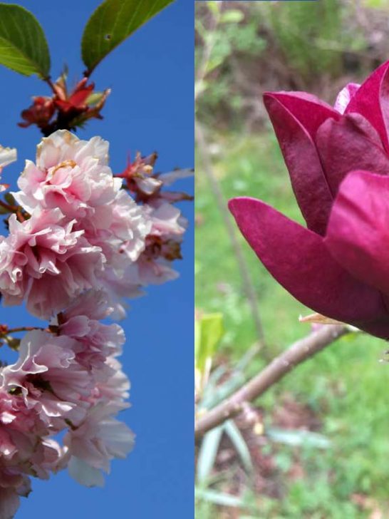 Flowering trees – World of Garden Plants