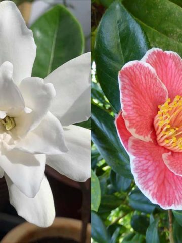Shrubs – World of Garden Plants