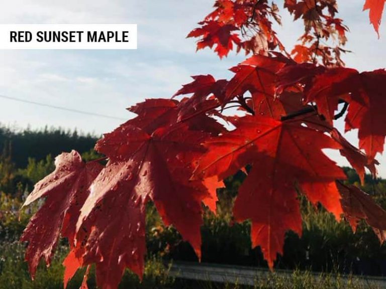 Red Sunset Maple vs October Glory (Differences and Similarities ...