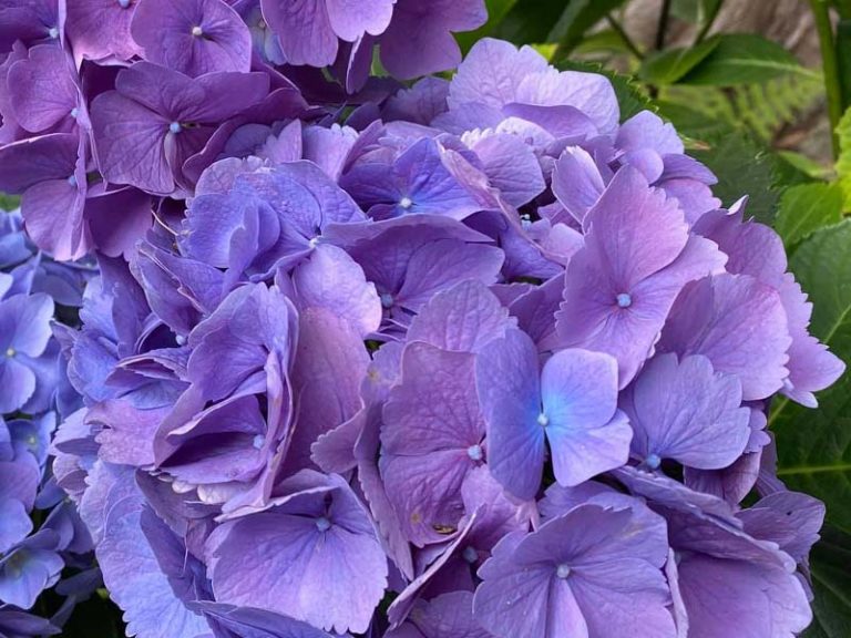 20 Blue Hydrangea Varieties To Choose From – World of Garden Plants
