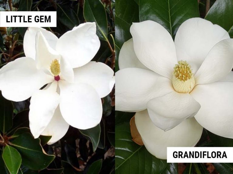 Little Gem Magnolia vs Other Magnolias – World of Garden Plants