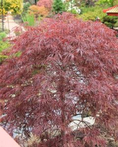 23 Weeping Japanese Maple Varieties – World of Garden Plants