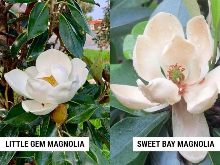 Little Gem Magnolia vs Other Magnolias – World of Garden Plants