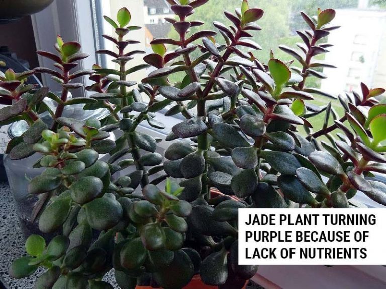 6 Reasons Why Jade Plant Turns Purple (And How To Fix It) – World of ...