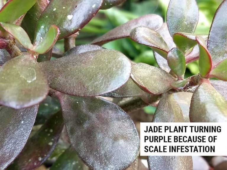 6 Reasons Why Jade Plant Turns Purple (And How To Fix It) – World of ...