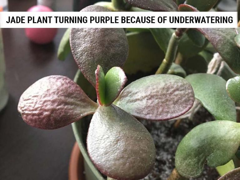 6 Reasons Why Jade Plant Turns Purple (And How To Fix It) – World of ...