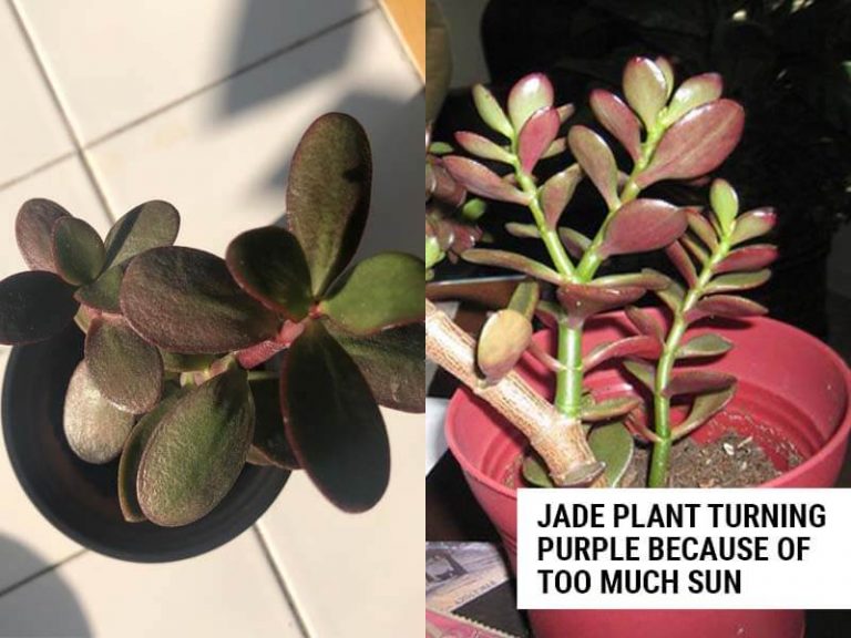 6 Reasons Why Jade Plant Turns Purple (And How To Fix It) – World of ...
