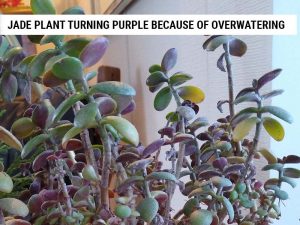 6 Reasons Why Jade Plant Turns Purple (And How To Fix It) – World of ...