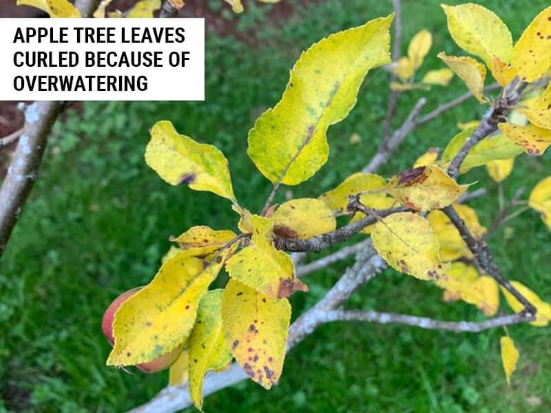 Apple Tree Leaves Curling And Turning Brown Uk Dee Ramsay Apple Tree Leaves Curling And Turning Brown Uk Dee Ramsay