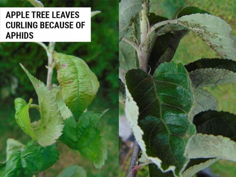6 Causes of Curling Apple Tree Leaves (And How To Fix) – World of ...