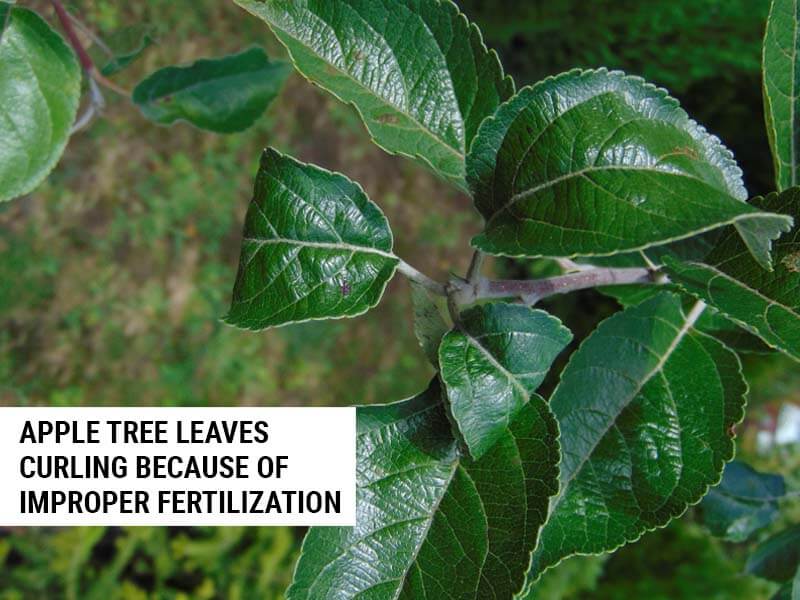 Apple Tree Leaves Curling Too Much Water Good It Webzine Photographic Apple Tree Leaves Curling Too Much Water Good It Webzine Photographic