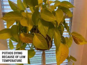 8 Typical Mistakes That Cause Pothos to Die (And How to Fix Them ...