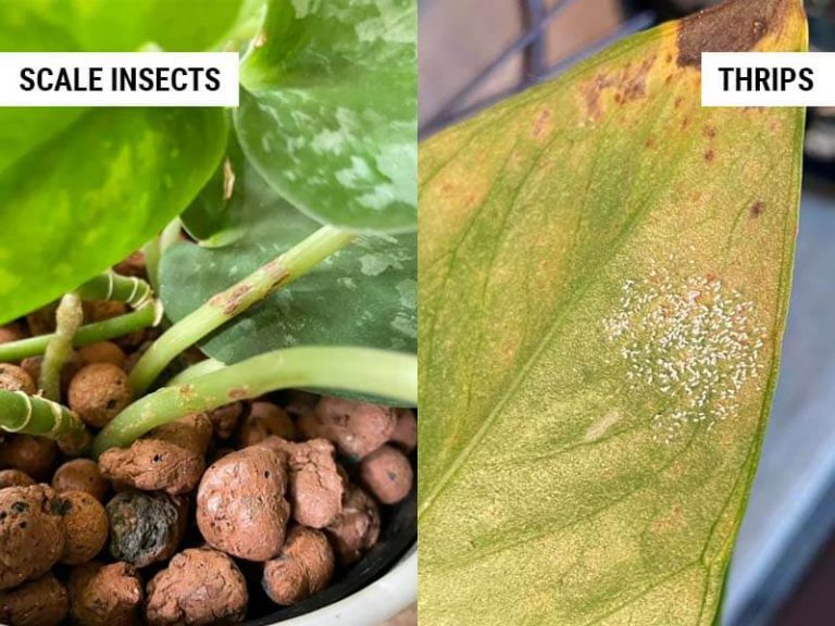 8 Typical Mistakes That Cause Pothos to Die (And How to Fix Them ...