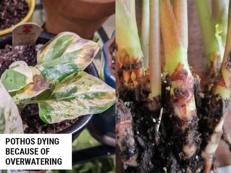 8 Typical Mistakes That Cause Pothos to Die (And How to Fix Them ...