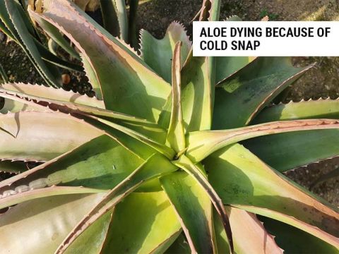 7 Mistakes That Cause Aloe to Die (And How To Revive It) – World of ...