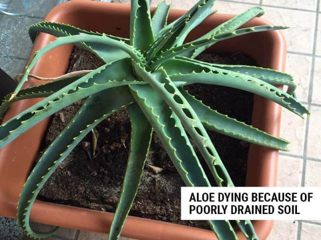 7 Mistakes That Cause Aloe to Die (And How To Revive It) – World of ...