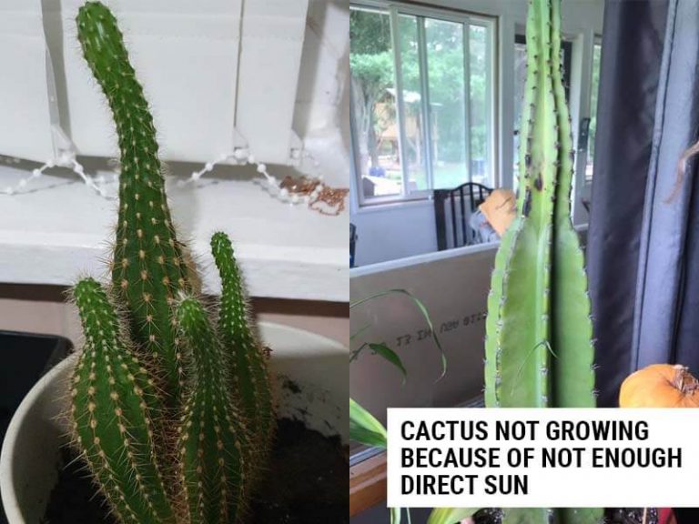 7 Mistakes That Make Cactus Not Grow (And How To Fix) – World of Garden ...