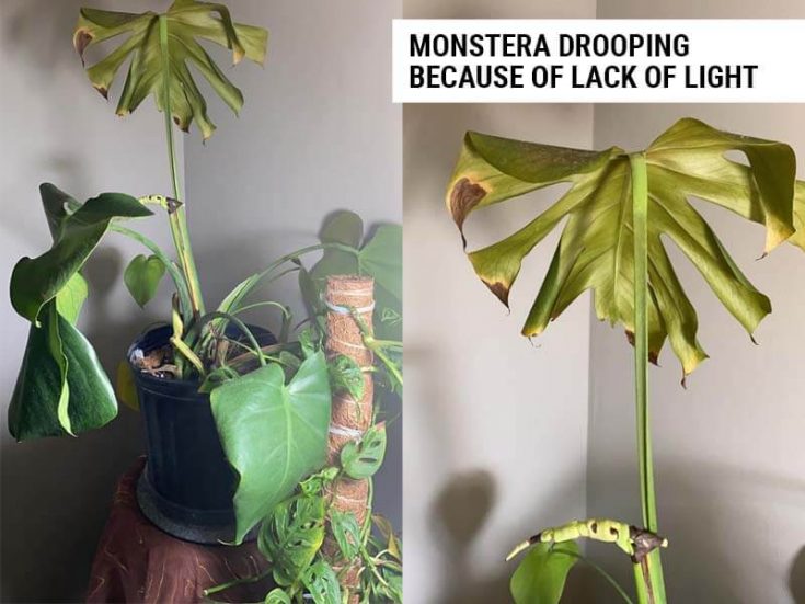 6 Common Mistakes That Lead To Monstera Drooping (And How To Fix ...