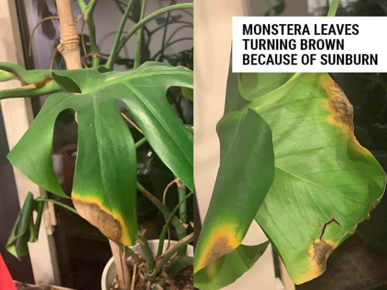 9 Causes of Monstera Leaves Turning Brown (And How To Fix) – World of ...