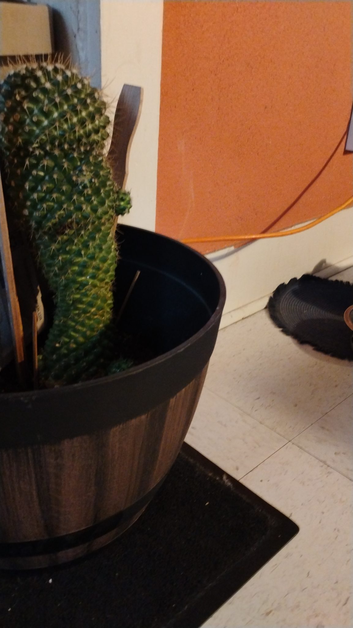 7 Mistakes That Make Cactus Not Grow (And How To Fix) – World of Garden ...