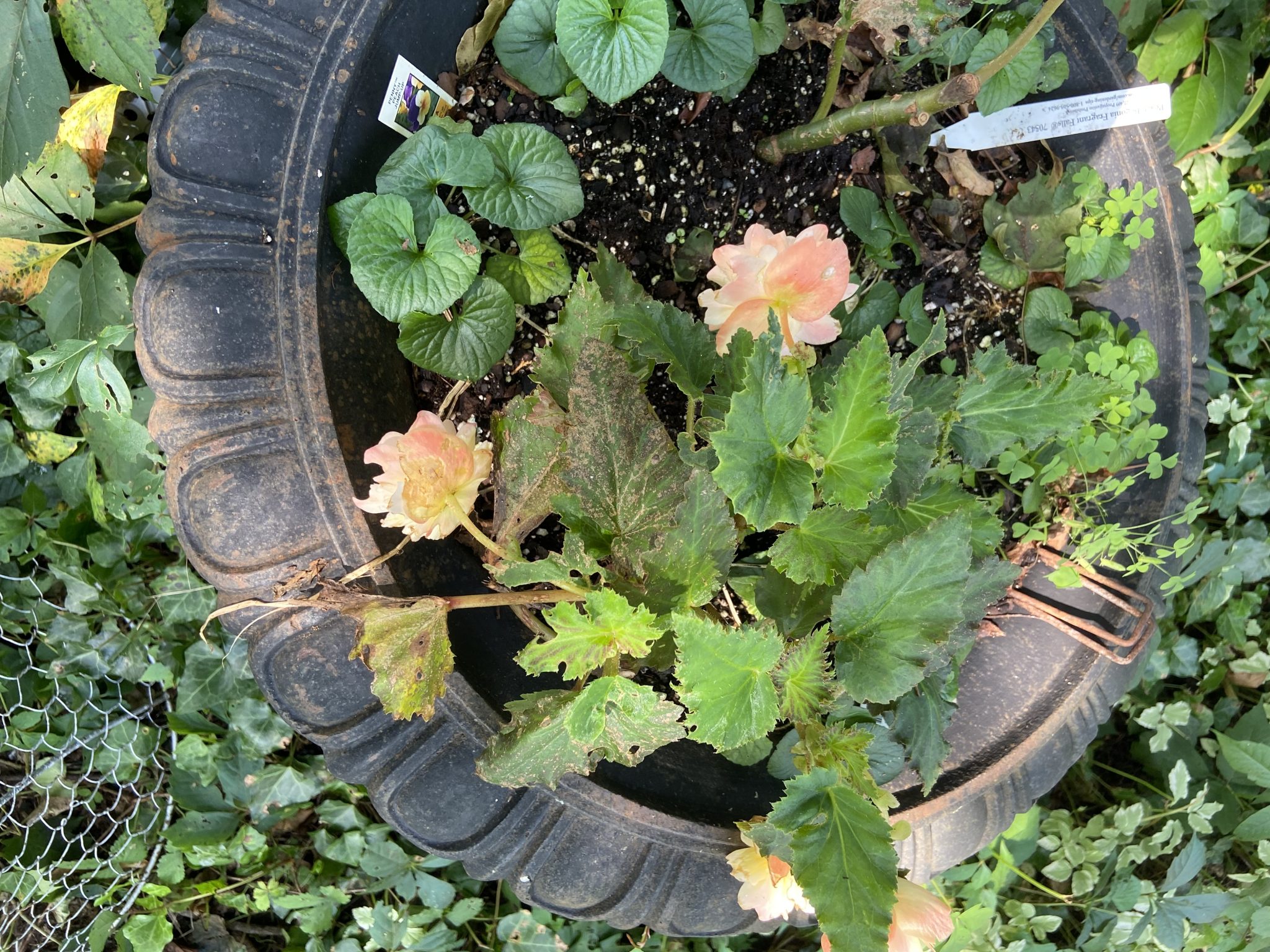 Why Is Begonia Dying? (And How To Revive It) – World of Garden Plants