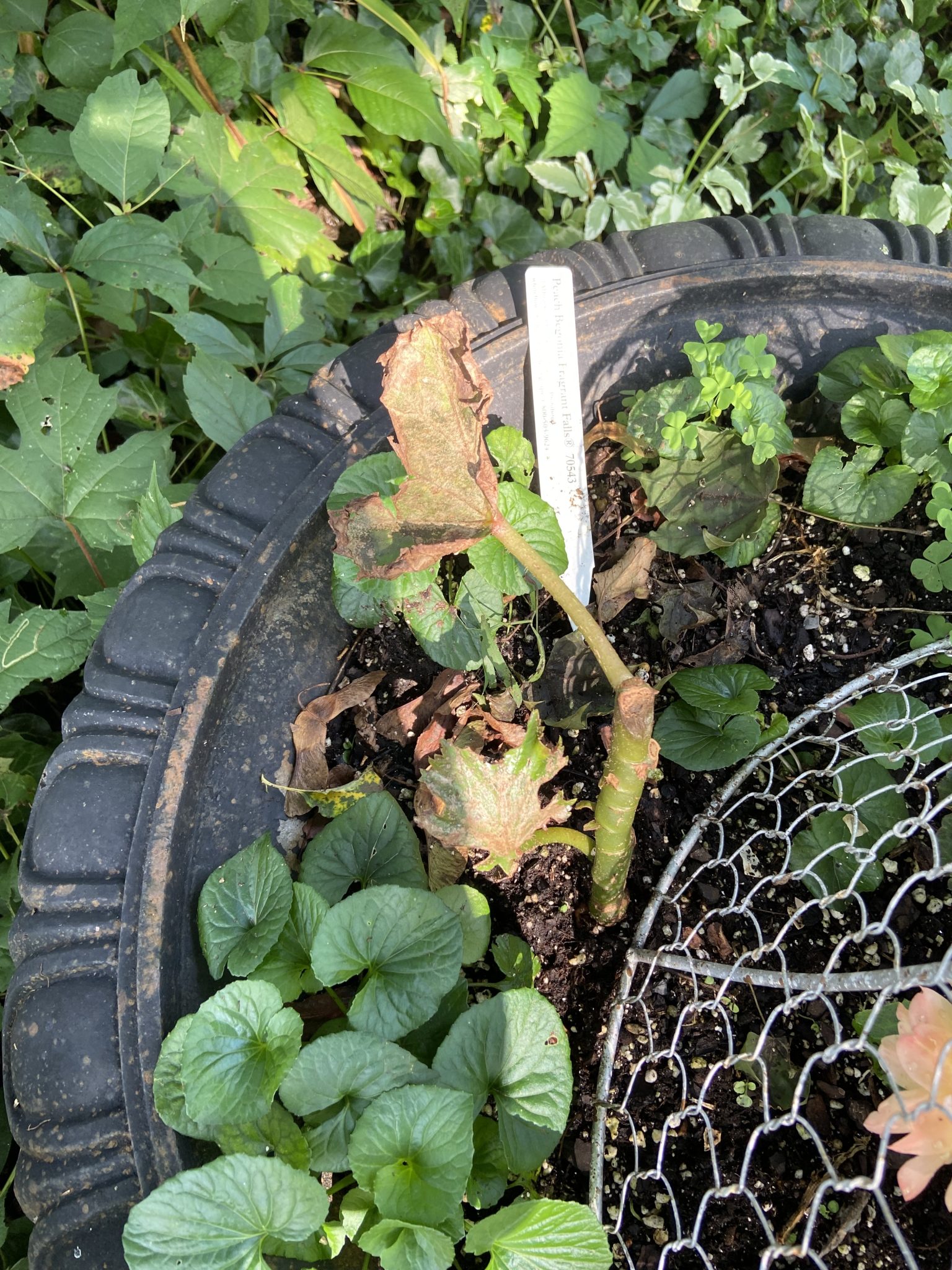 Why Is Begonia Dying? (And How To Revive It) – World of Garden Plants