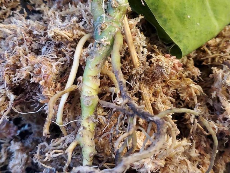 6 Reasons Why Anthurium Is Dying (And How to Revive) – World of Garden ...