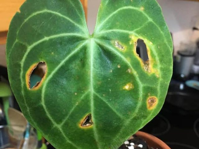 6 Reasons Why Anthurium Is Dying (And How to Revive) – World of Garden ...